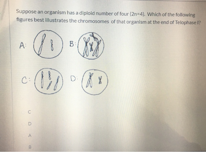 Solved Suppose an organism has a diploid number of four | Chegg.com