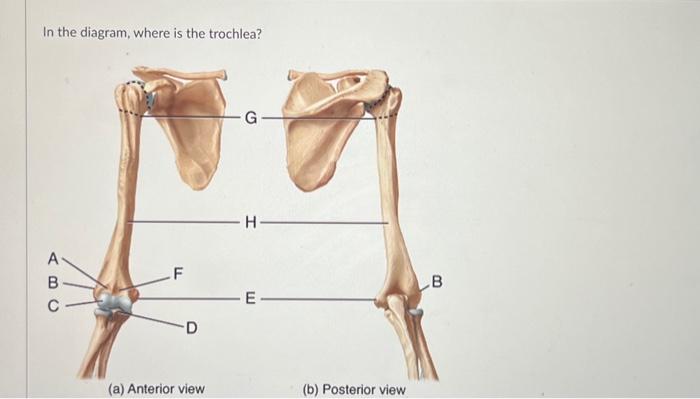 Solved In the diagram, where is the trochlea? | Chegg.com