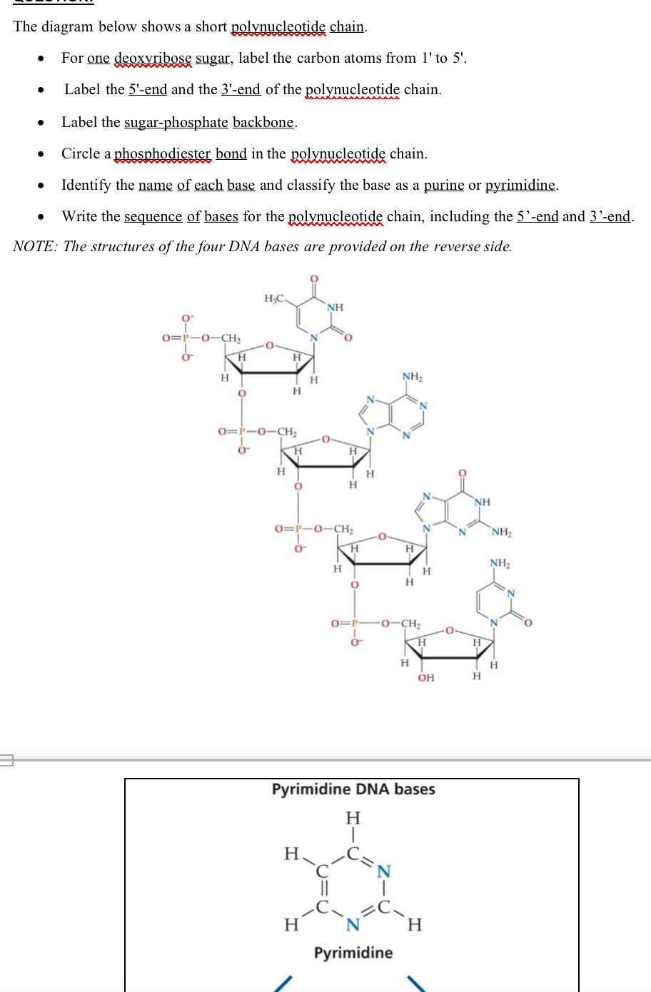 Solved The diagram below shows a short polynucleotide | Chegg.com