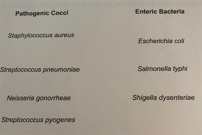 Solved Pathogenic Cocci Enteric Bacteria Staphylococcus | Chegg.com