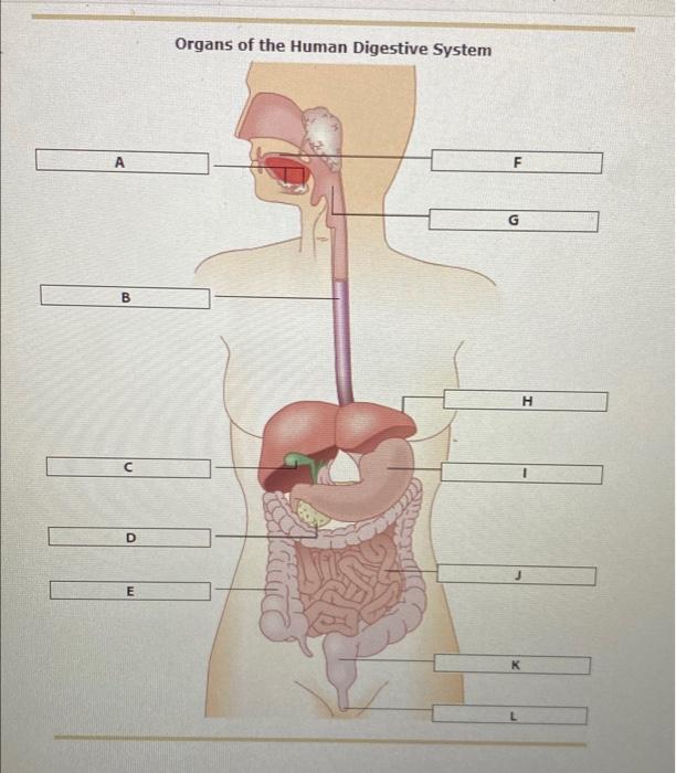 Solved 1. A doser look - Physiology of human digestion and | Chegg.com