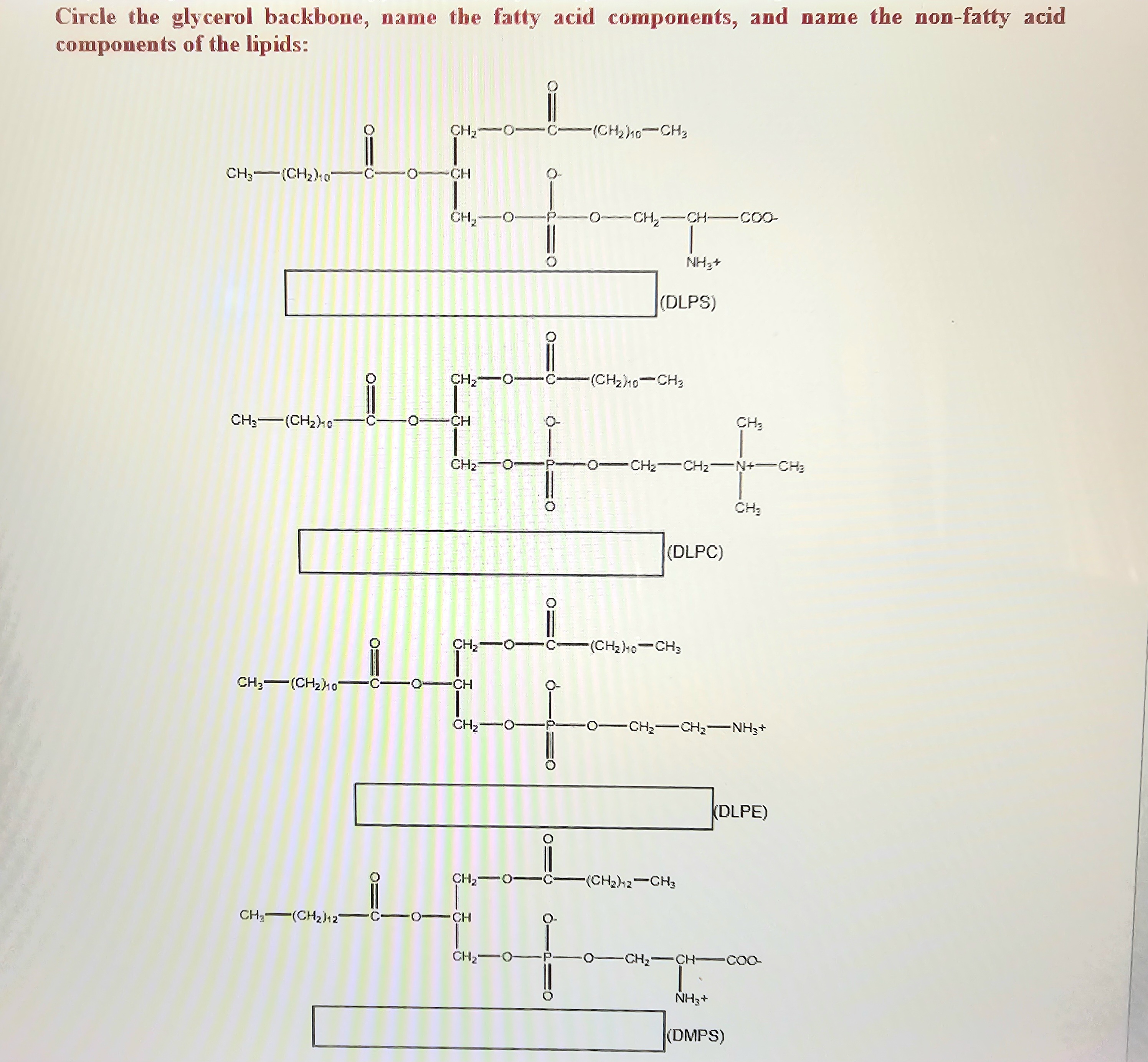 Solved Circle the glycerol backbone, name the fatty acid | Chegg.com