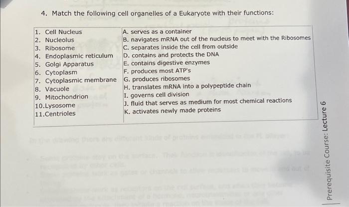 Solved 4. Match the following cell organelles of a Eukaryote | Chegg.com