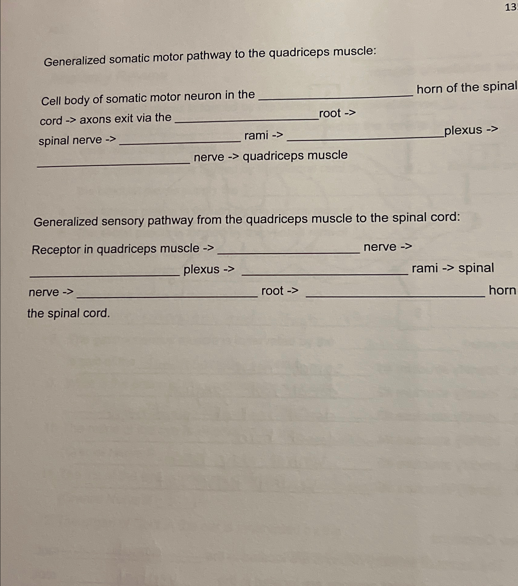 Solved 13Generalized somatic motor pathway to the quadriceps | Chegg.com