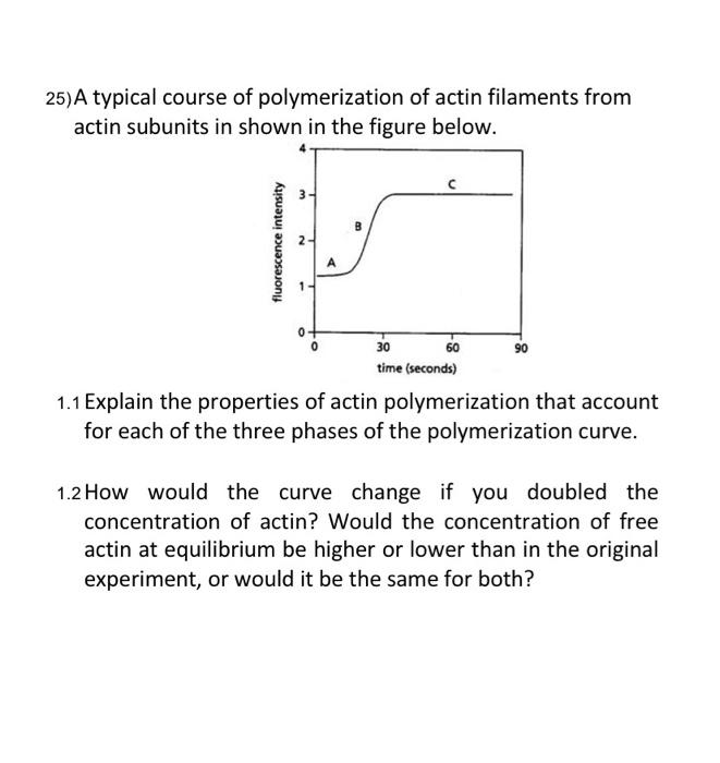 Solved 25 A Typical Course Of Polymerization Of Actin