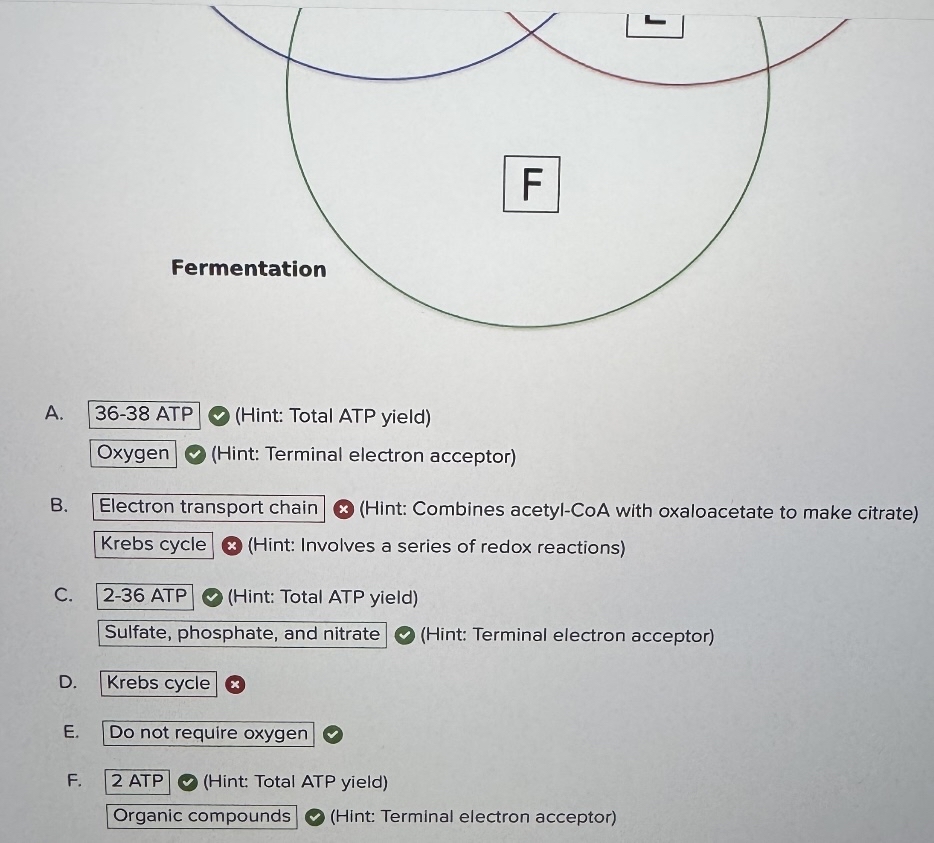 Solved A.(Hint: Total ATP yield)Oxygen(Hint: Terminal | Chegg.com