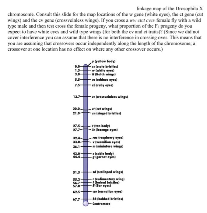 Solved linkage map of the Drosophila X chromosome. Consult | Chegg.com