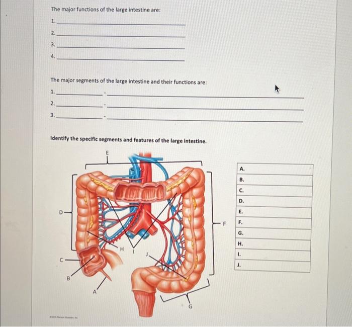 Solved The major functions of the large intestine are: 1. 2. | Chegg.com