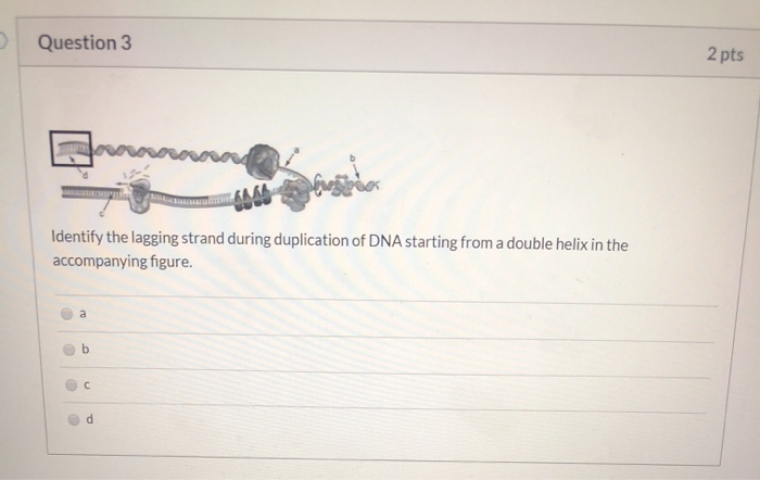 Solved Question 3 2 pts Identify the lagging strand during | Chegg.com