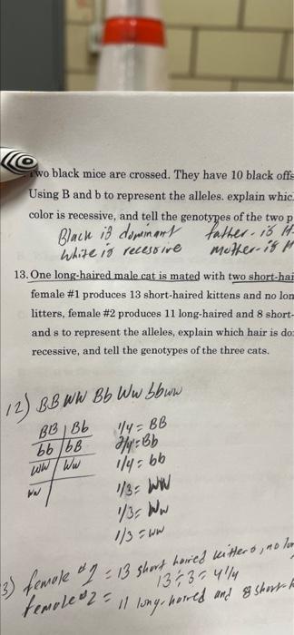Solved Two black mice are crossed. They have 10 black offs | Chegg.com