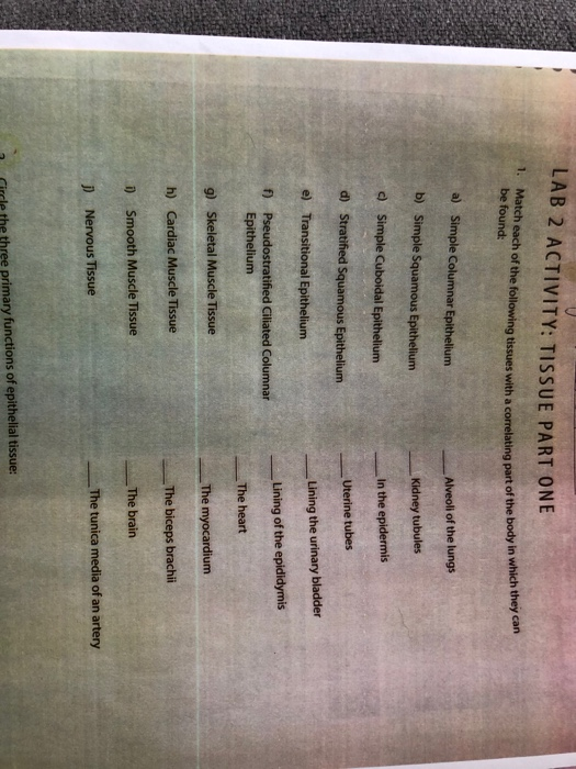Solved LAB 2 ACTIVITY: TISSUE PART ONE 1. Match each of the | Chegg.com