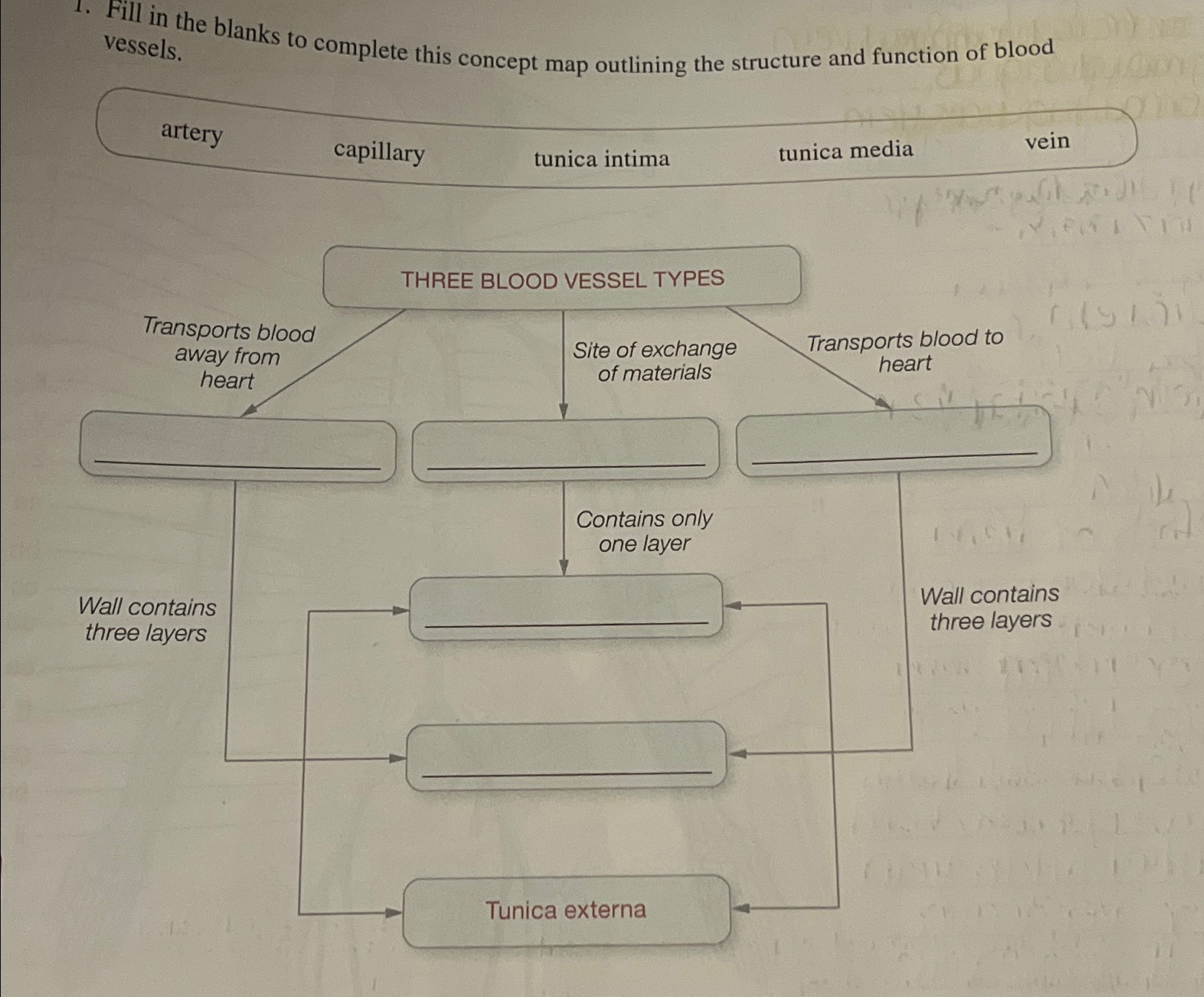 Solved Fill in the blanks to complete this concept map | Chegg.com