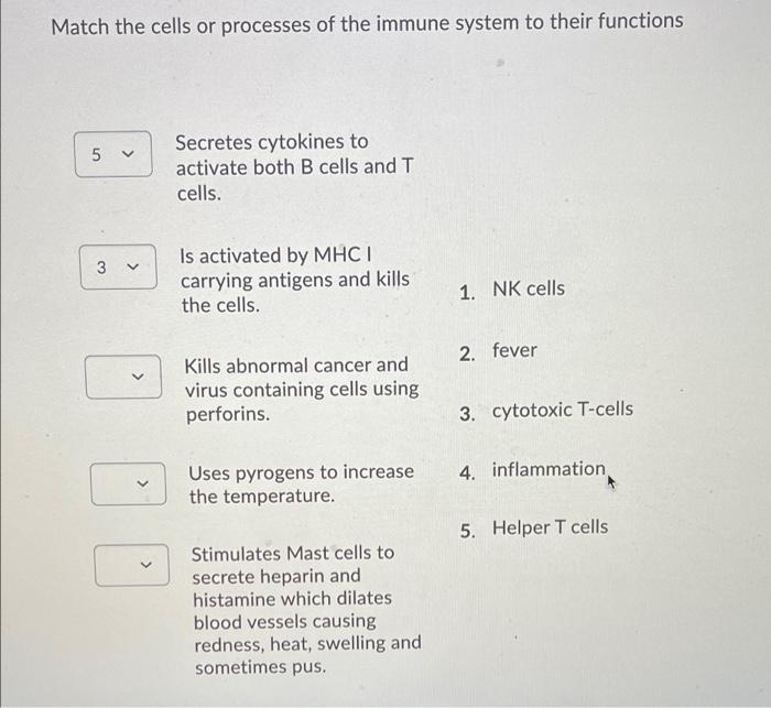 Solved Match the cells or processes of the immune system to | Chegg.com
