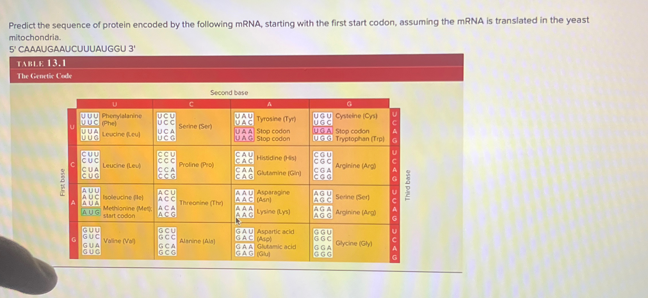 Solved Predict the sequence of protein encoded by the | Chegg.com