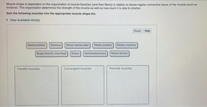 Solved Muscle shape is dependent on the organization of | Chegg.com
