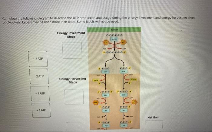 Solved Complete the following diagram to describe the ATP | Chegg.com