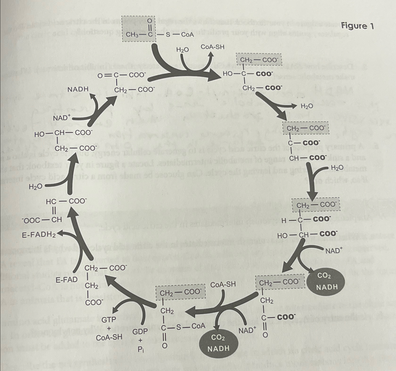 Solved The reaction of acetyl-CoA with oxaloacetate to form | Chegg.com