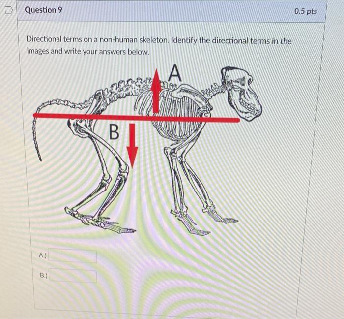 Directional terms on a non-human skeleton. Identify | Chegg.com