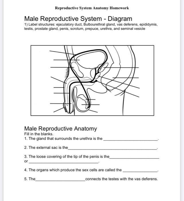 Male Reproductive System Diagram Without Labels