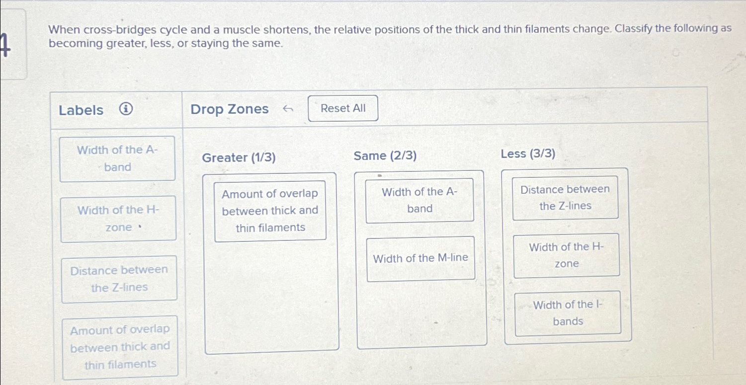Solved When cross-bridges cycle and a muscle shortens, the | Chegg.com