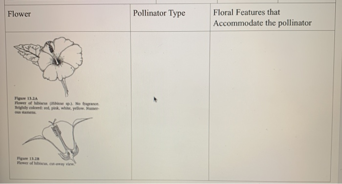 Solved Flower Pollinator Type Floral Features that | Chegg.com