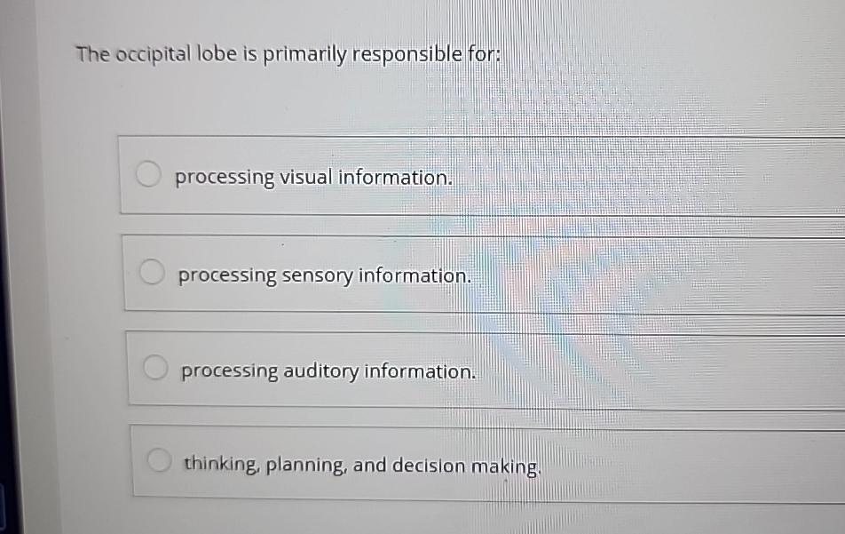 Solved The occipital lobe is primarily responsible | Chegg.com