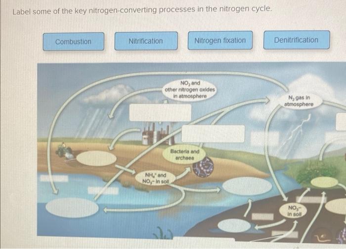 Solved Label some of the key nitrogen-converting processes | Chegg.com