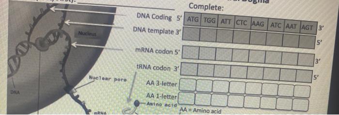 Solved Complete: DNA Coding 5' ATG TGG ATT CTC AAG ATC AAT | Chegg.com