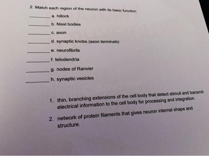 Solved 2. Match each region of the neuron with its basic | Chegg.com