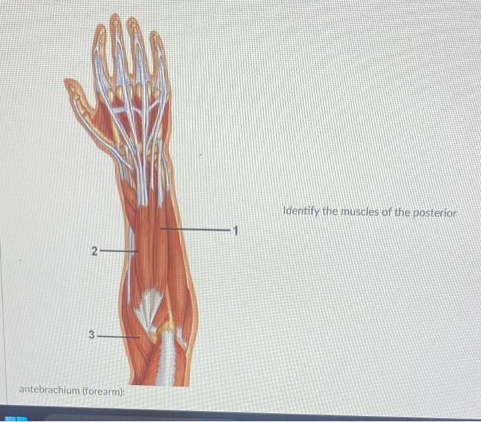 Solved Identify the muscles of the posterior | Chegg.com