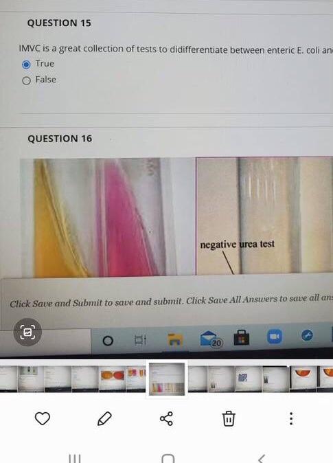 Solved Urease Test Negative Ureane Test Positive A positive | Chegg.com