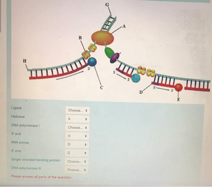 Solved OM 1111 Ligase Choose... Helicase Choose... DNA | Chegg.com