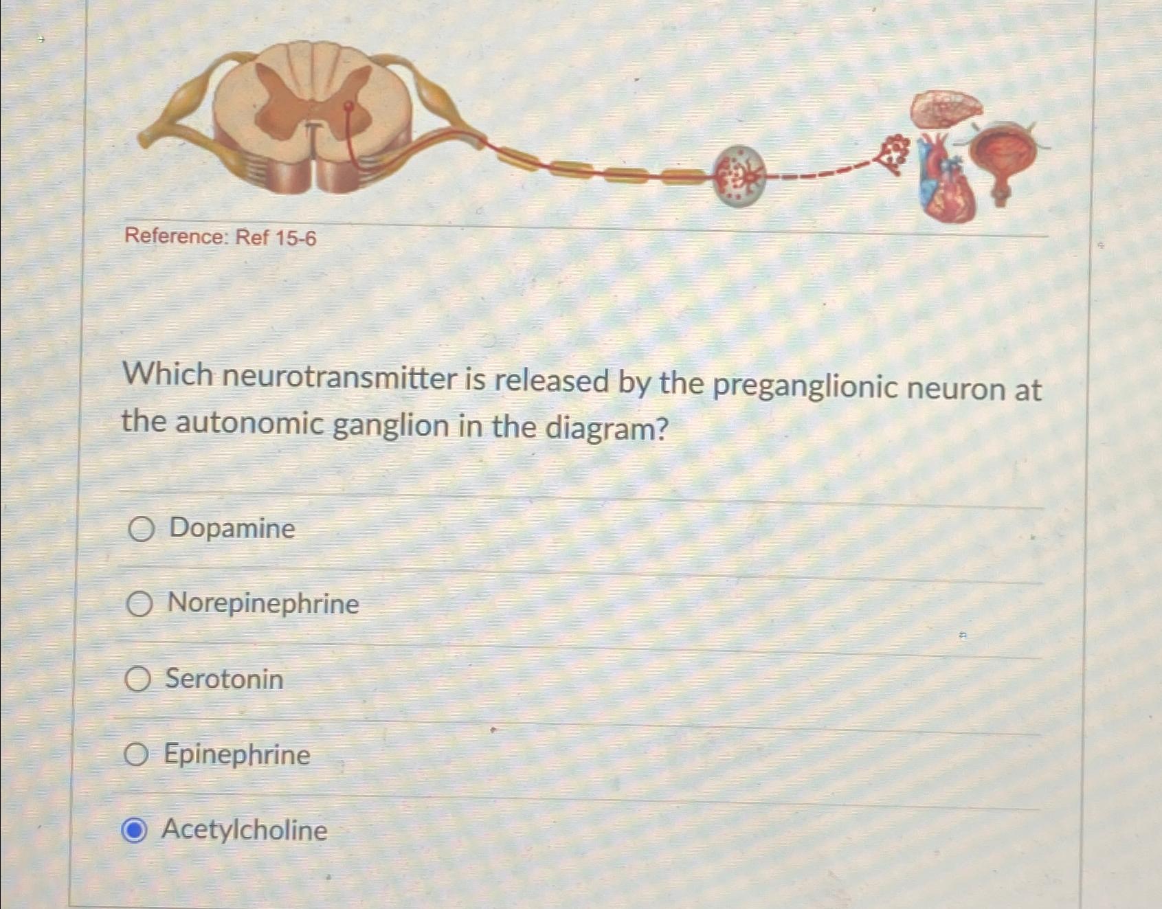 Solved Which neurotransmitter is released by the | Chegg.com