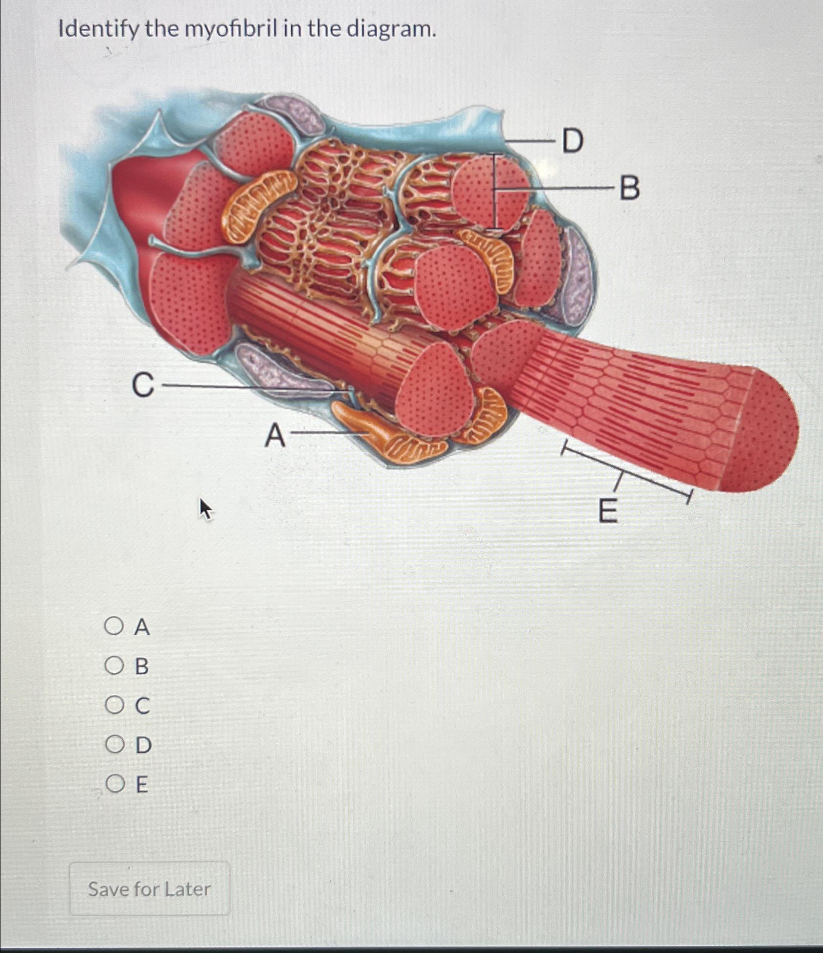 Solved Identify the myofibril in the diagram.ABCDE | Chegg.com