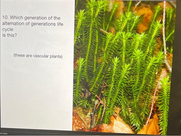 Solved 10. Which generation of the alternation of | Chegg.com