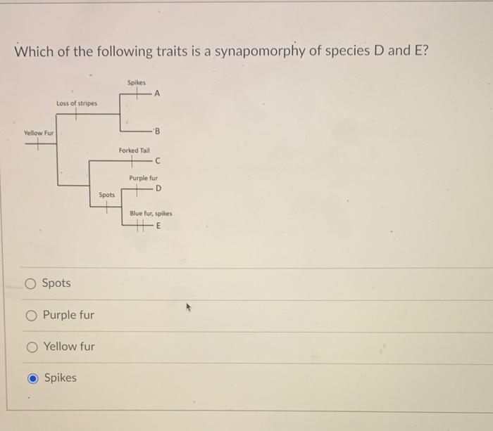 Solved Which of the following traits is a synapomorphy of | Chegg.com