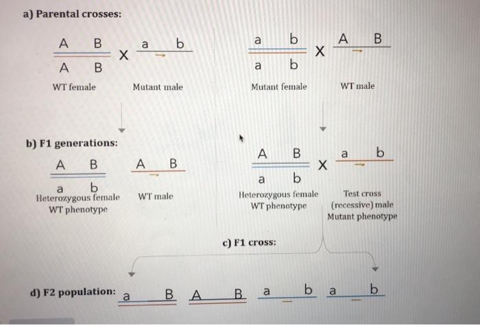 Solved Based on the class recombination frequencies, which | Chegg.com