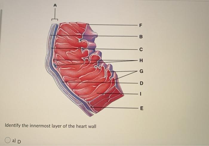 Solved F B H G E Identify the innermost layer of the heart | Chegg.com
