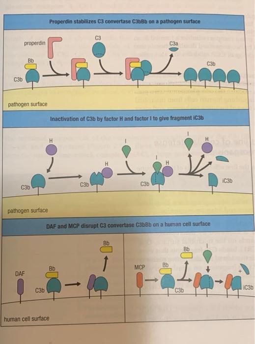Solved pathogen surface pathogen surface | Chegg.com