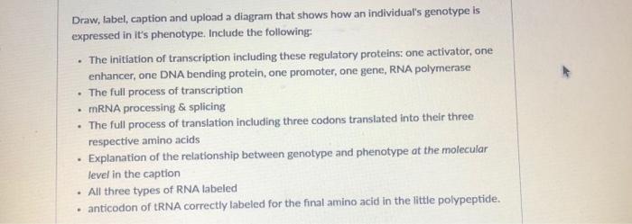 Solved Draw, label, caption and upload a diagram that shows | Chegg.com