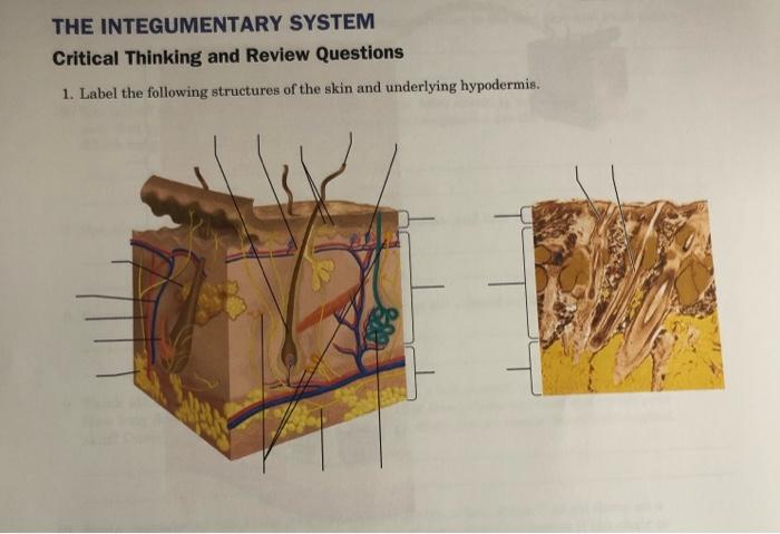 Solved THE INTEGUMENTARY SYSTEM Critical Thinking and Review | Chegg.com