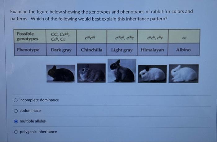 Examine the figure below showing the genotypes and | Chegg.com