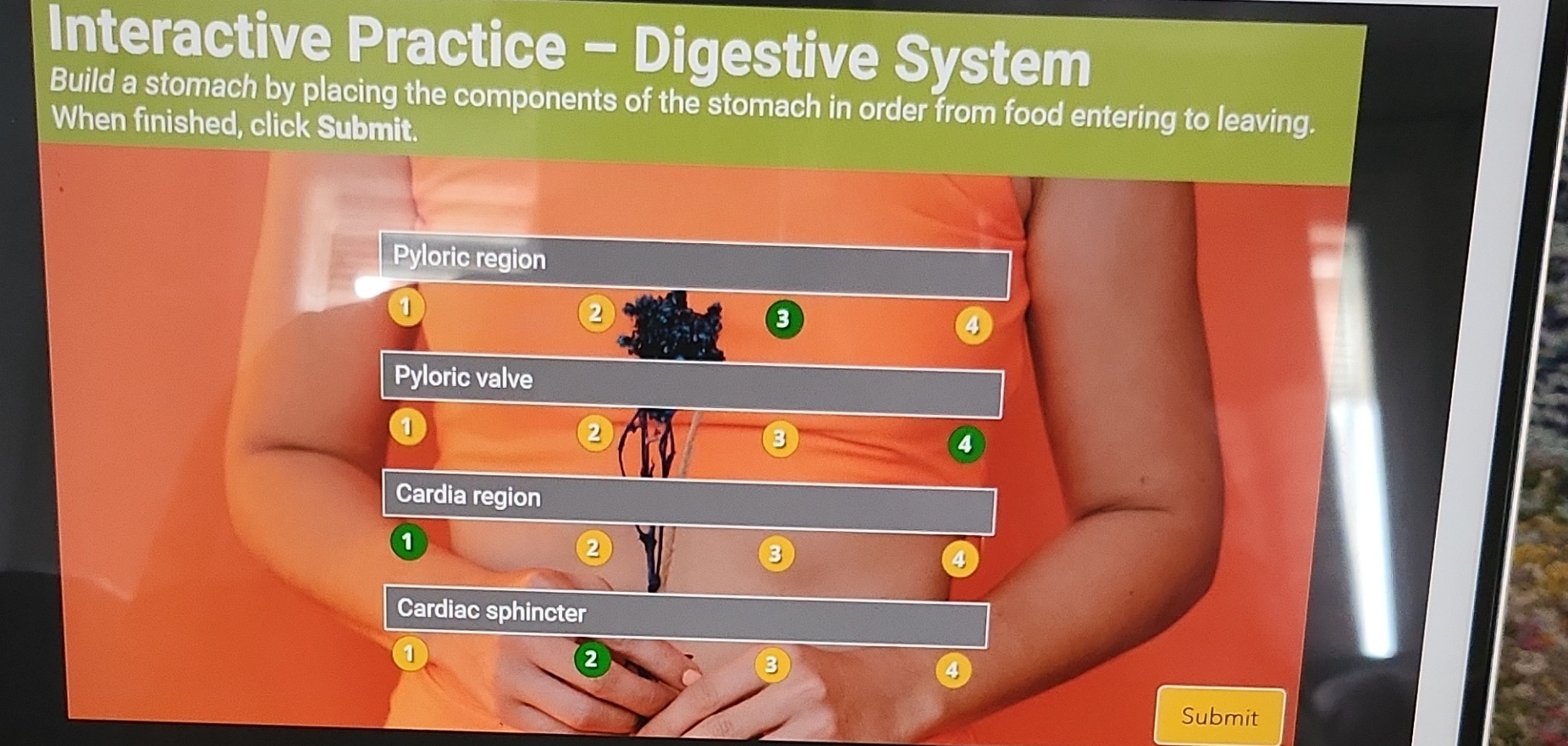 Solved Interactive Practice - ﻿Digestive SystemBuild a | Chegg.com