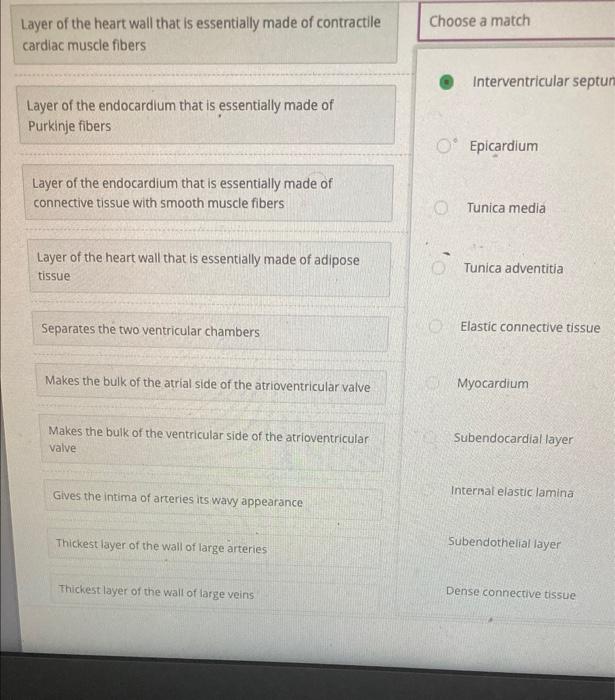 Solved Choose a match Layer of the heart wall that is | Chegg.com