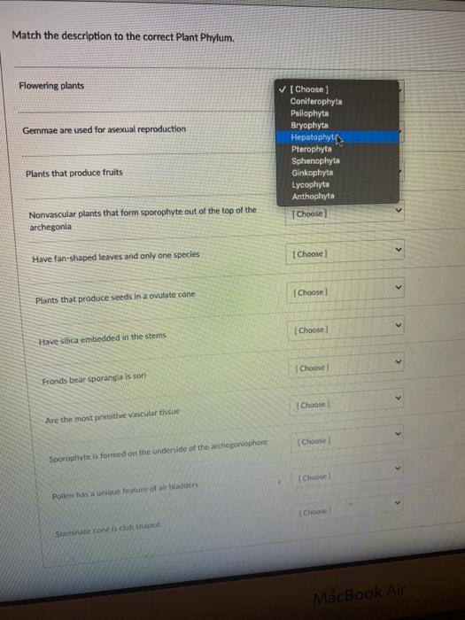 Solved Match the description to the correct Plant Phylum. | Chegg.com