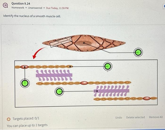 Solved Identify the nucleus of a smooth muscle cell. Targets | Chegg.com