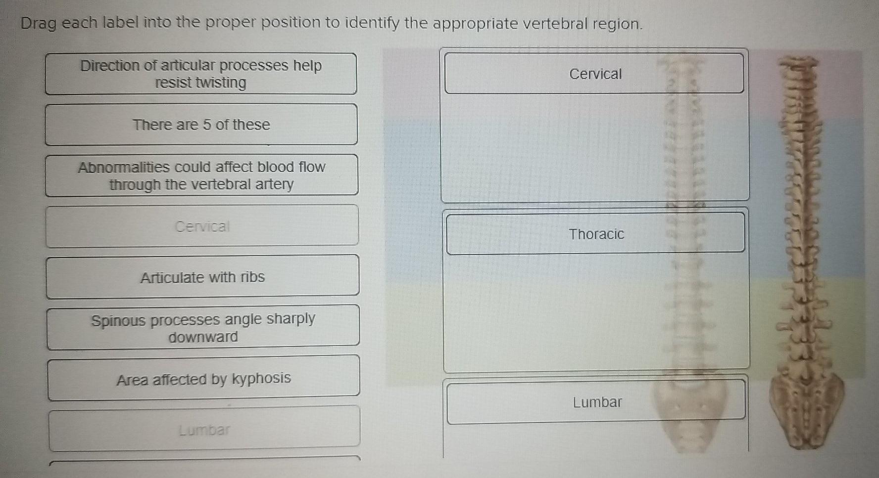 Solved Drag each label into the proper position to identify | Chegg.com