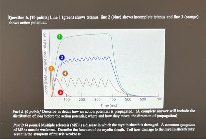Solved Question 6. [10 points] Line 1 (green) shows tetanus, | Chegg.com