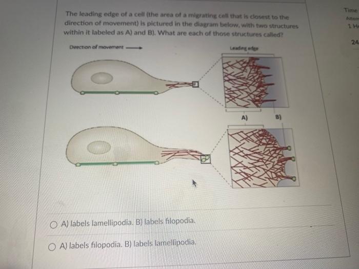 Solved The leading edge of a cell (the area of a migrating | Chegg.com
