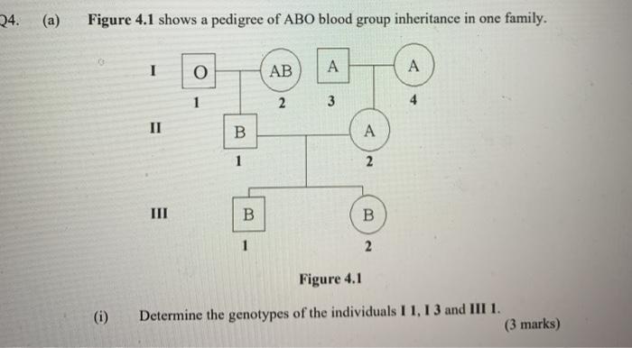 24. (a) Figure 4.1 shows a pedigree of ABO blood | Chegg.com